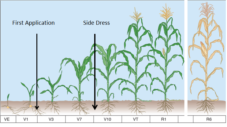 corn - Atlas Fertilizer